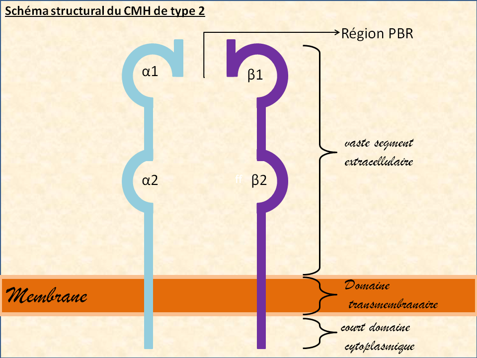 Quand la grippe t'agrippe !: La structure du CMH