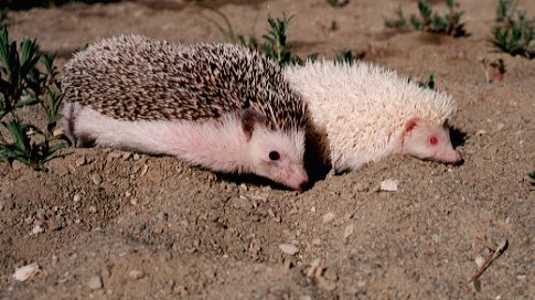 Amazing Hedgehog - Hedgehogs Facts, Photos, Information, Habitats, News ...