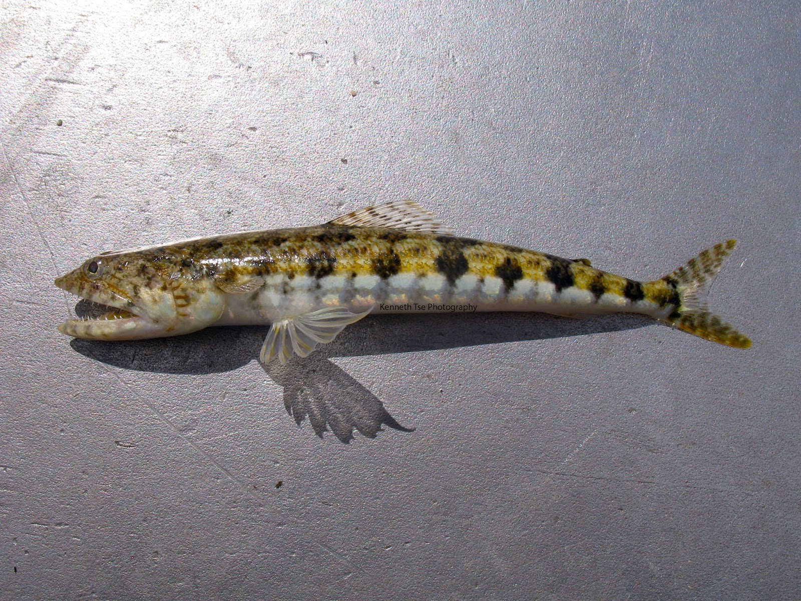 MuskieBait Adventures: 2016 Hawaii - Oahu (Day 26)