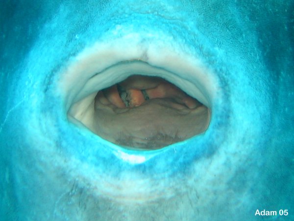 Virginia Tech Ichthyology Class : Rise of the Mola mola, by Coly Cancino