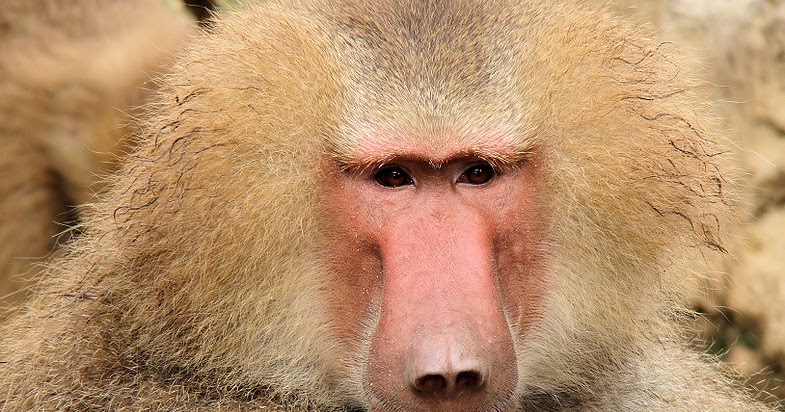 Baboon Facts