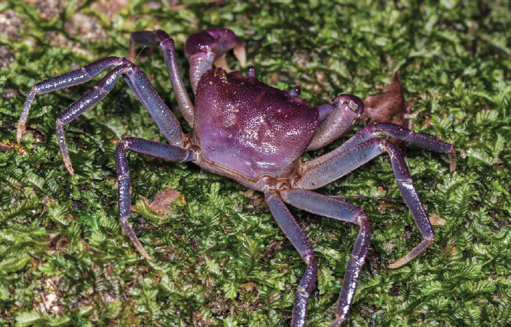 NeuroDojo: Tuesday Crustie: Climbing purple tree crab leader