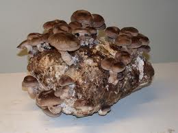 Línea y Salud: Setas shiitake ¿Qué son?