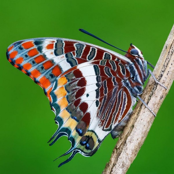 Adam Gor'un Çiçek ve Kelebek Fotoğrafları - Profesyonel Fotoğrafçılık