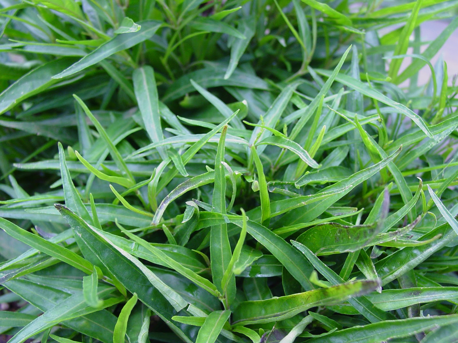 Medicinal Plants at Pura Vida Spa & Yoga Retreat: Carpenter bush ( Tilo )