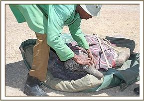 One Hungry Traveller: The David Sheldrick Wildlife Trust and Mutara