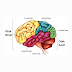Otak Besar (Cerebrum) : Pengertian, Struktur, Fungsi