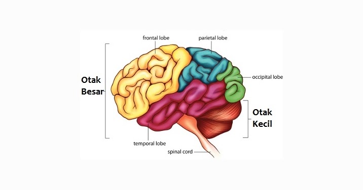 Otak Besar (Cerebrum) : Pengertian, Struktur, Fungsi - cekrisna