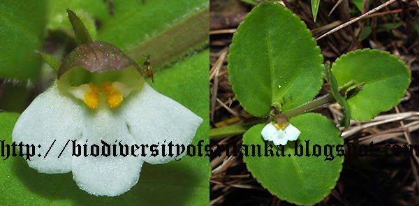 Biodiversity of Sri Lanka: Lindernia pusilla