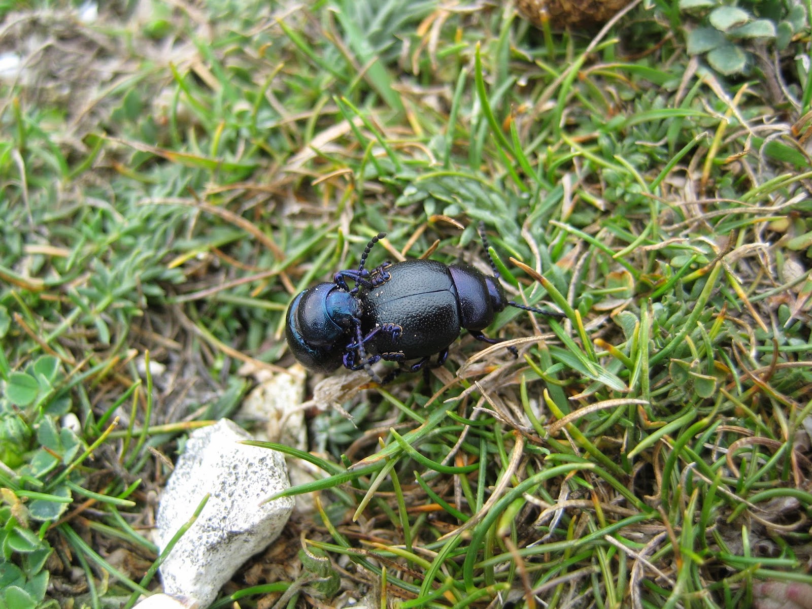 Insects of Britain: Bloody Nosed Beetle & Lesser Bloody Nosed Beetle