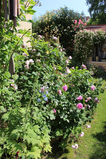 Notre jardin secret.: L'allée des roses