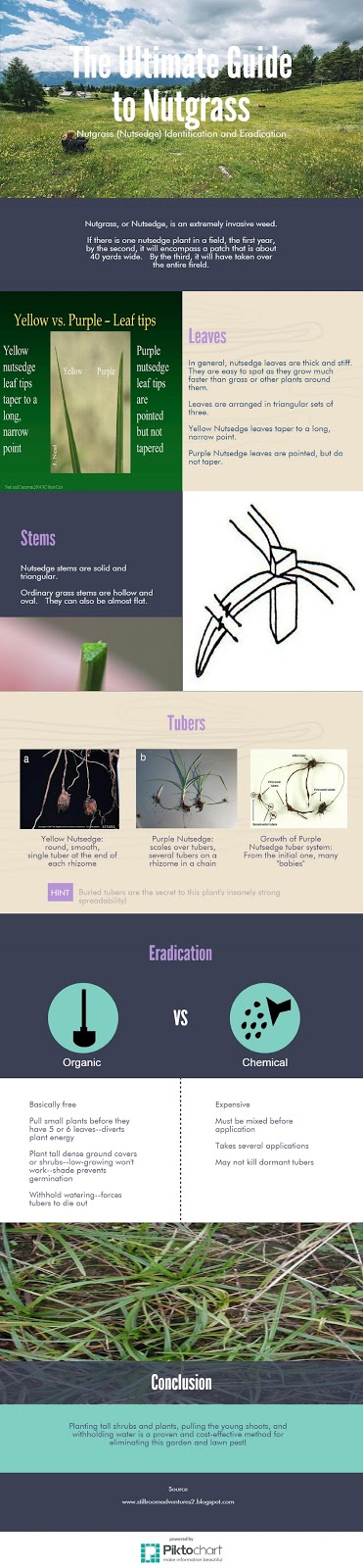 Getting Rid of Nutgrass