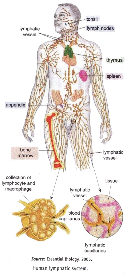 2013 Immune System And Anatomic Structure - New Science Biology
