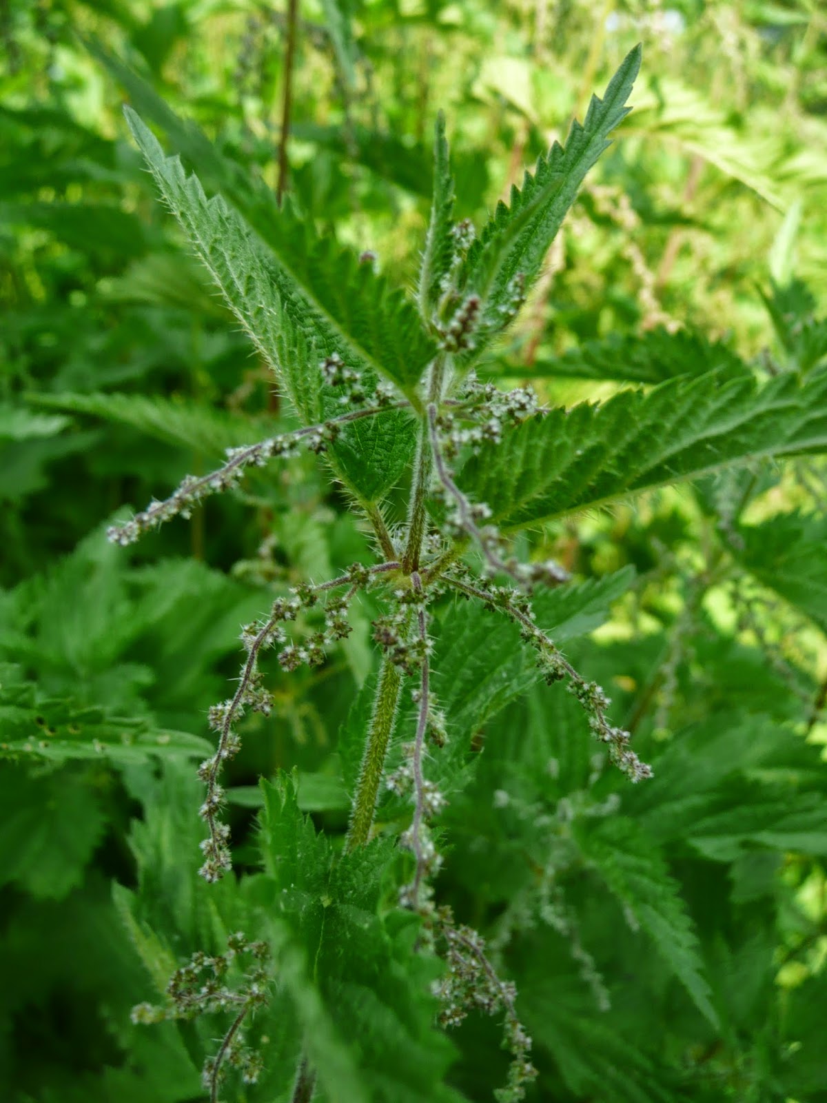Martine Hamel Herboriste-Thérapeute accréditée : Portrait d’une plante ...