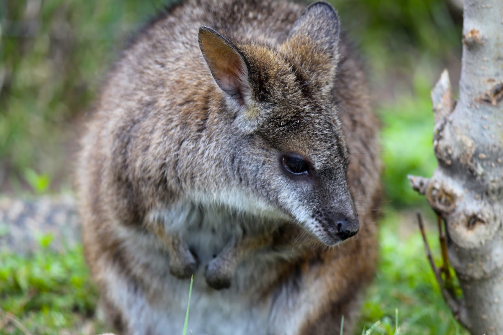 The Natural World: Jurassic World: Facultative Bipedalism