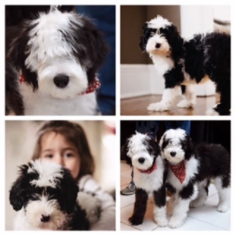 Feathers And Fleece Farm