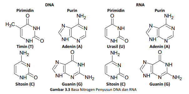 8th: Reaksi-Reaksi Spesifik Pada Nukleotida - CHEMISTRY DAILY