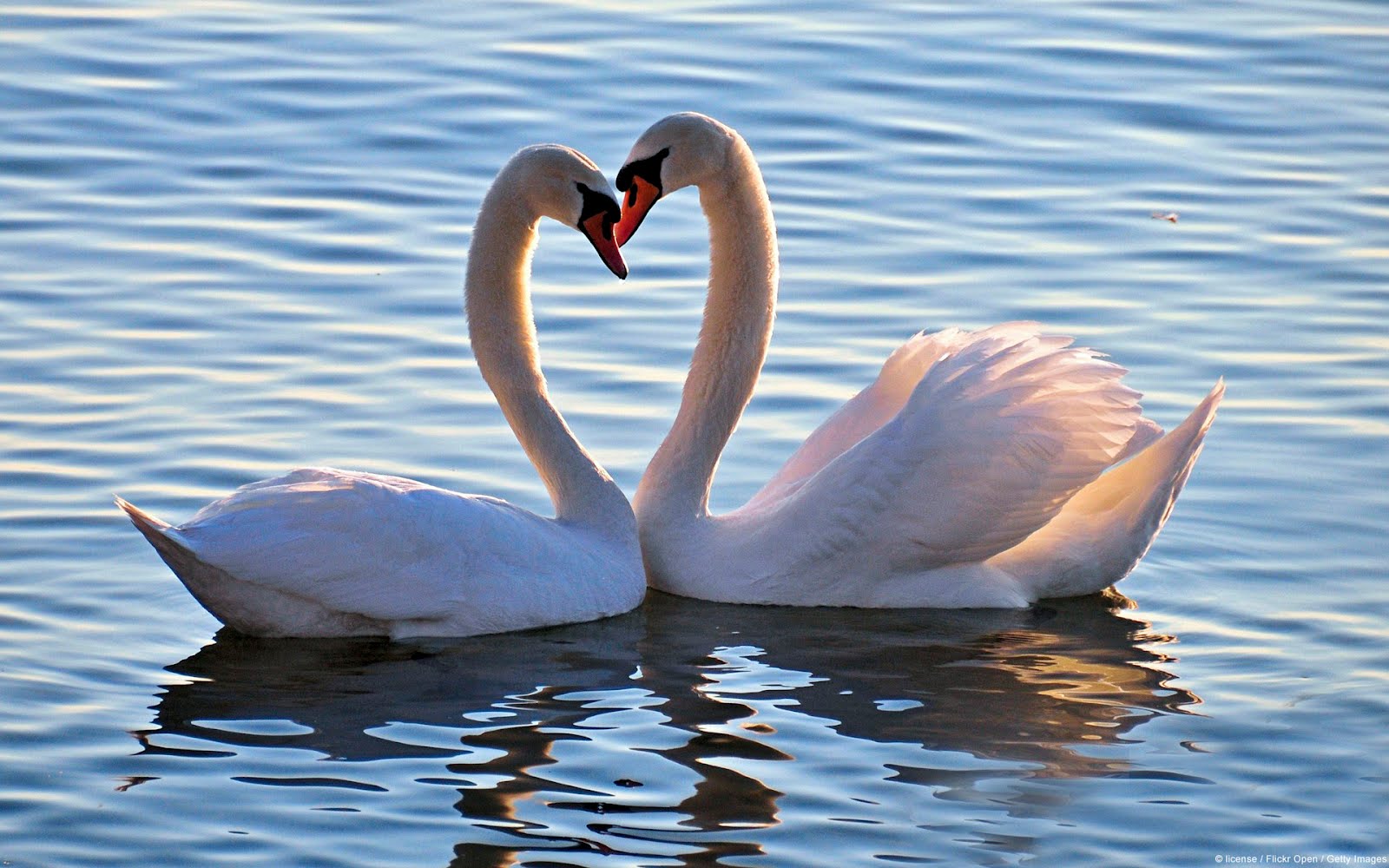Desktop Backgrounds Wallpapers: Mute Swan Heart Desktop Background ...