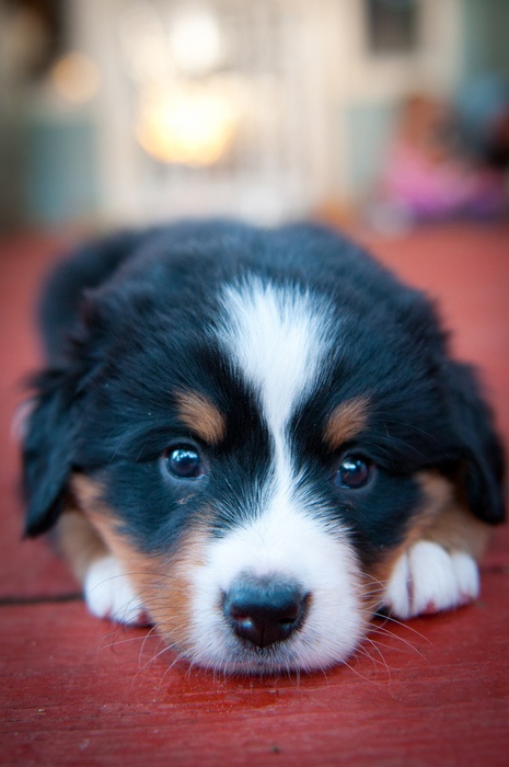 Adorable cute bernese mountain dog laying on the floor ~ The Animals Planet
