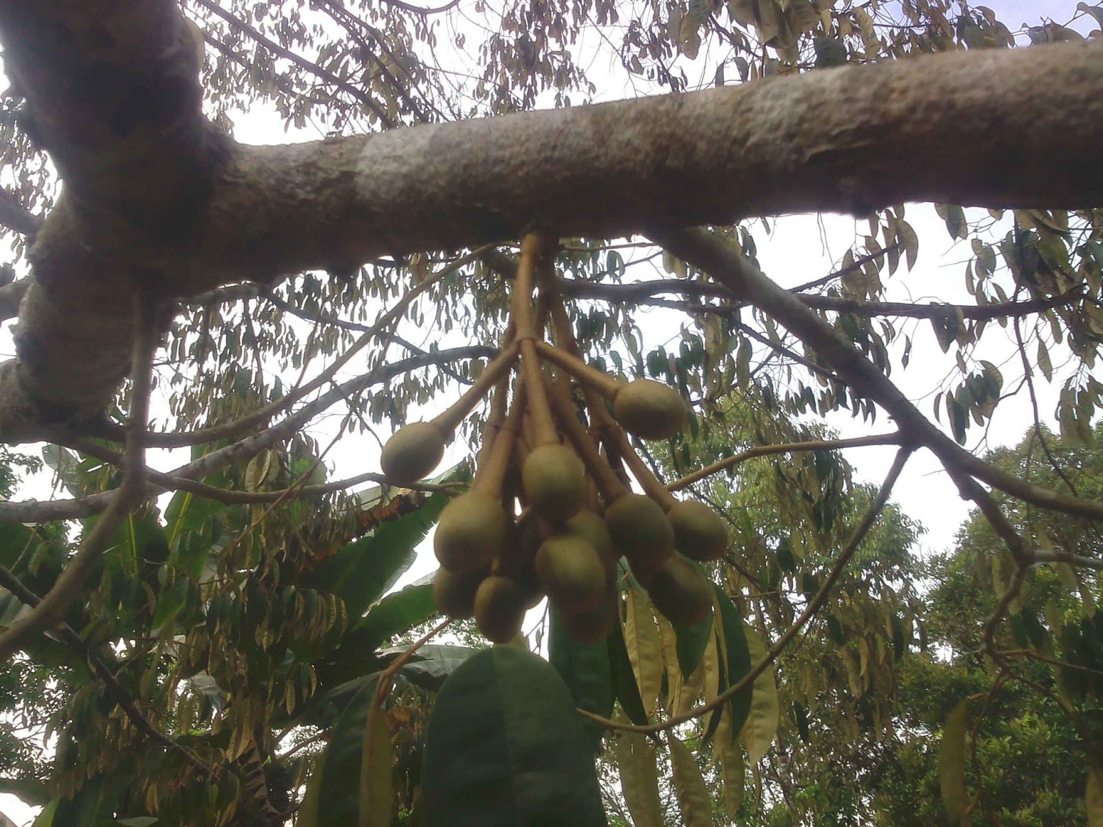Inilah Penyebab Utama Kenapa Bunga Dan Bakal Buah Durian Sering Rontok
