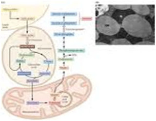 Dira Tiara Prawiro: Glioksisom