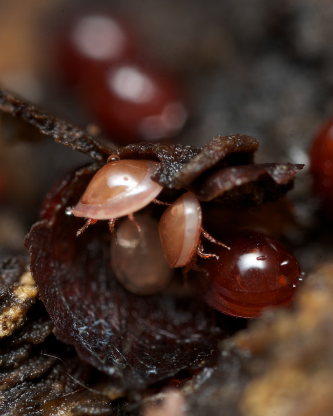 ムシをデザインしたのはダレ？: イトダニ( Uropodidae )の1種