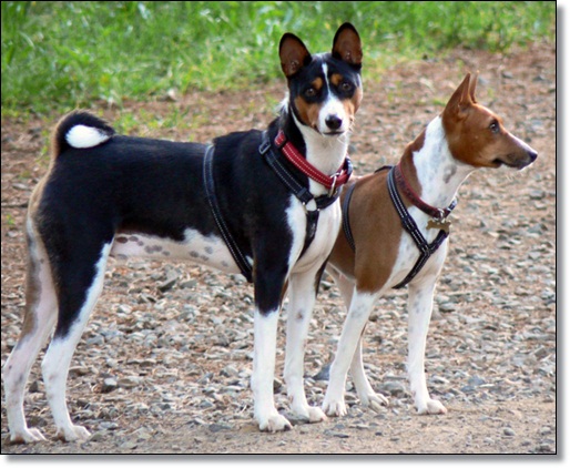 The Pet Tree House - Where Pets Are Family Too : Basenji - Known as The ...