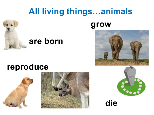 Cole San Miguel 1º Primaria: Living Beings: Animals and Plants