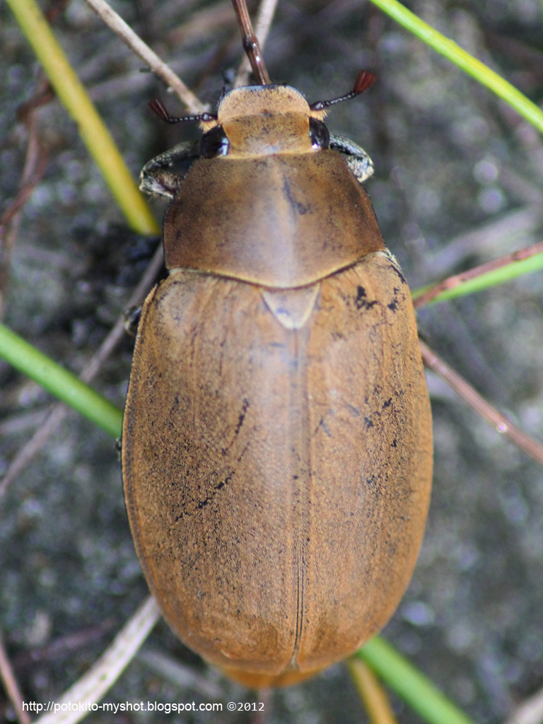 My Shot Gallery of Bengkulu: Sugarcane White Grub Beetle (Lepidiota ...