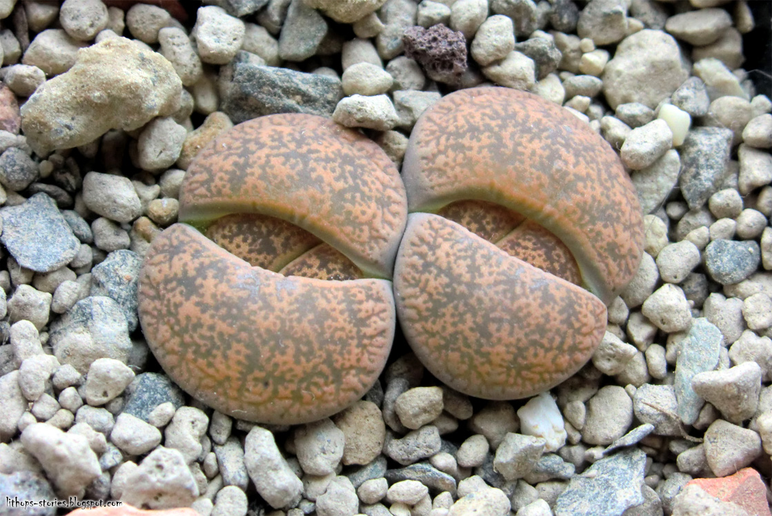 Lithops Stories: Winter update (10 pics)