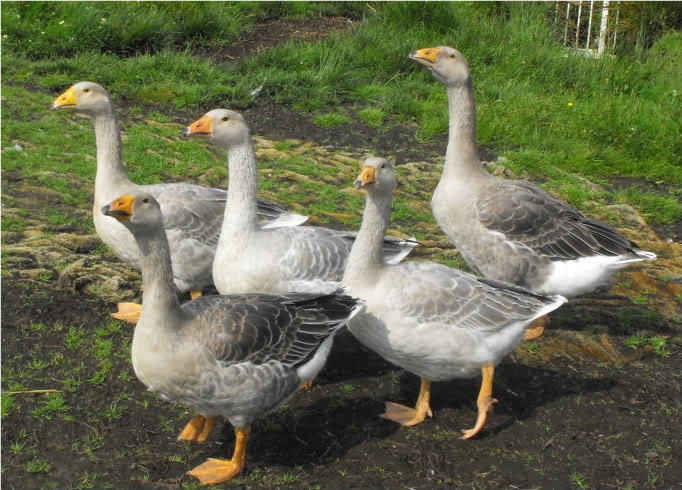 Breed Savers: Steinbacher Geese