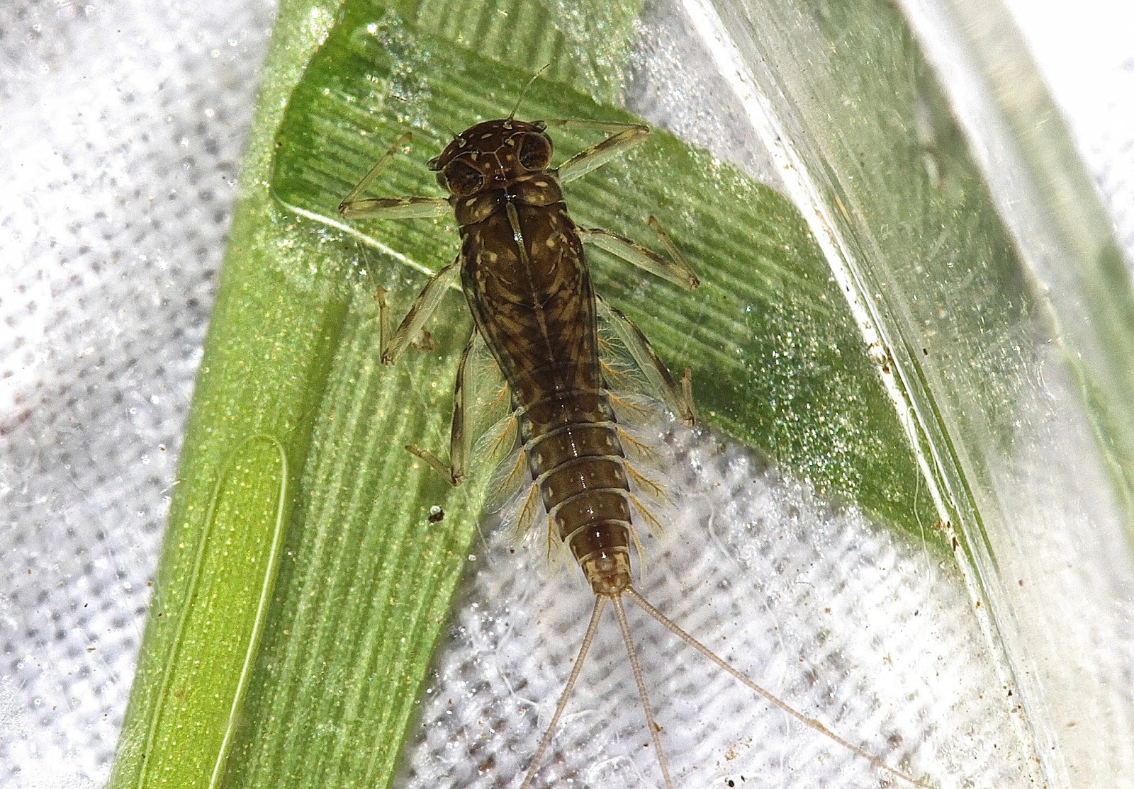 Aquatic Insects of Central Virginia: A "Cheat Sheet" for the flatheaded ...