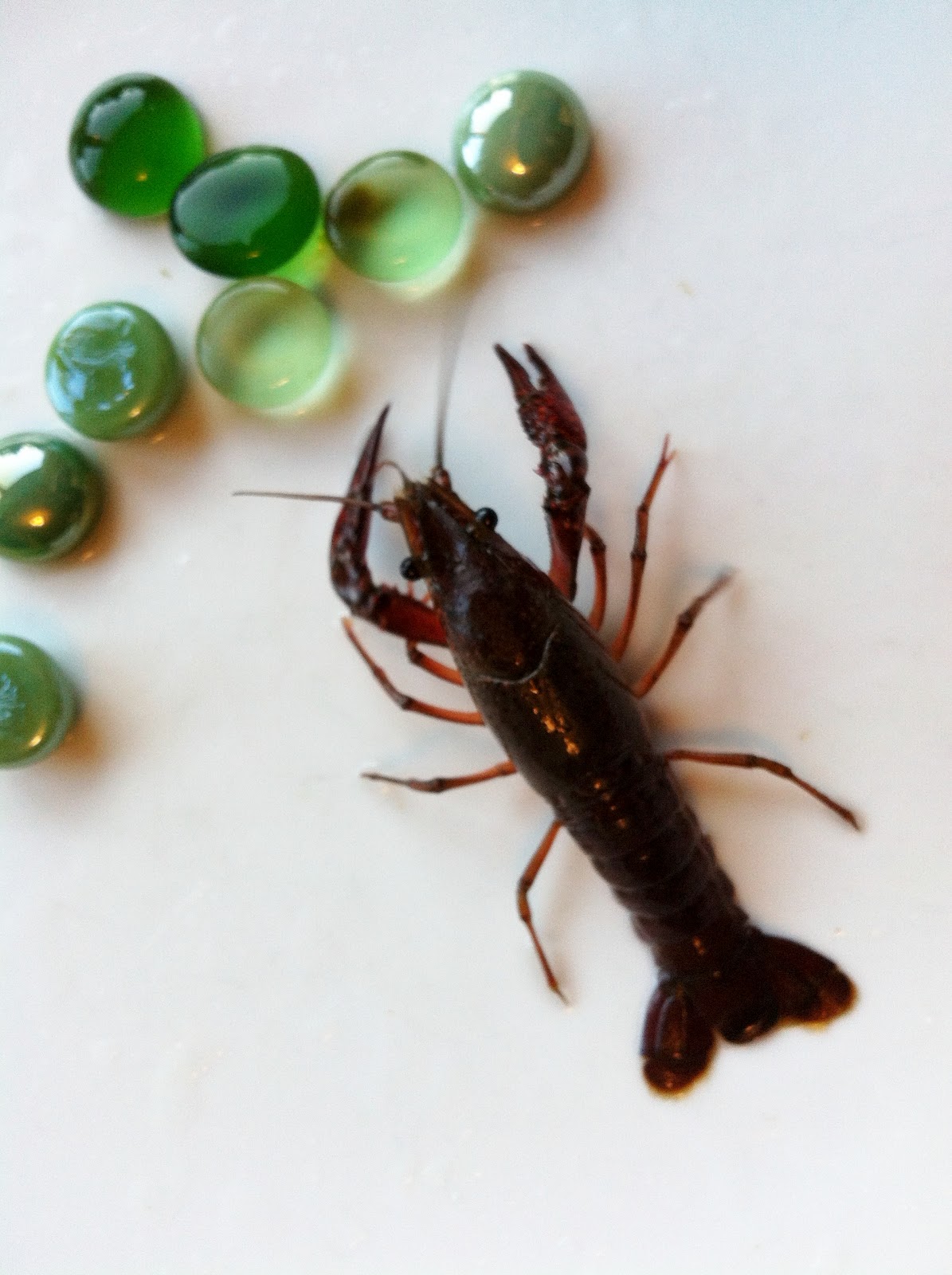 we bloom here: Mudbug