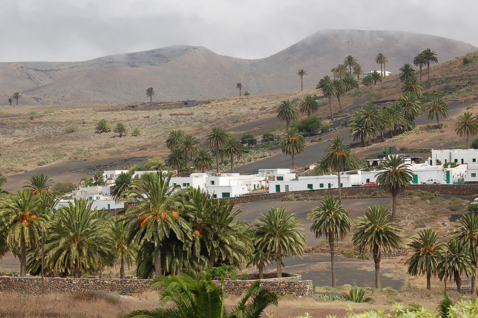 Amigos de las palmeras de canarias: Haría lanzarote y sus Palmeras.