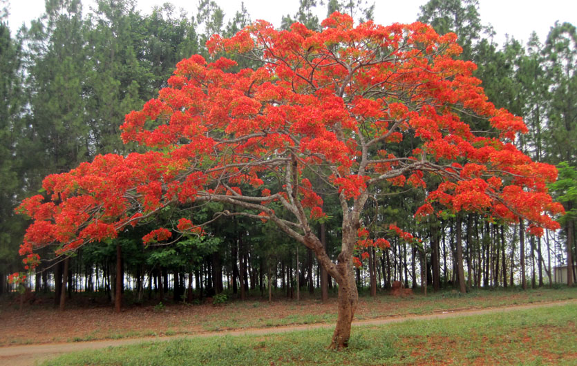 Mission Amatongas: Thanksgiving in Amatongas