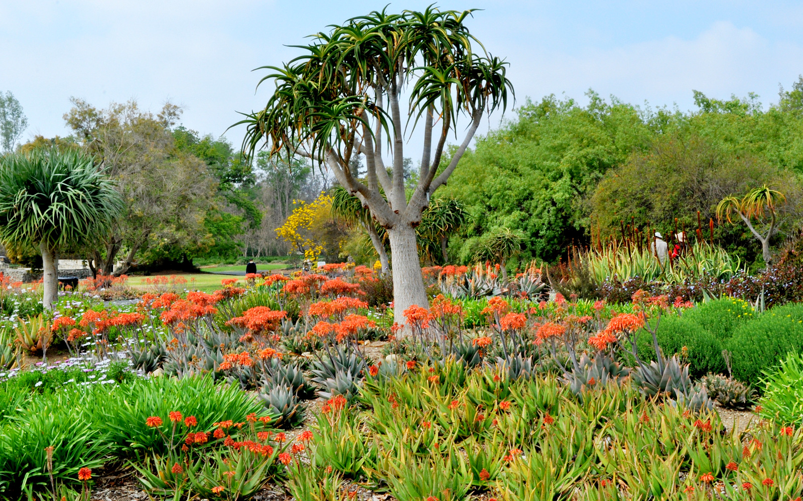 L.A. County Arboretum & Botanic Garden Plant Info: January 2018