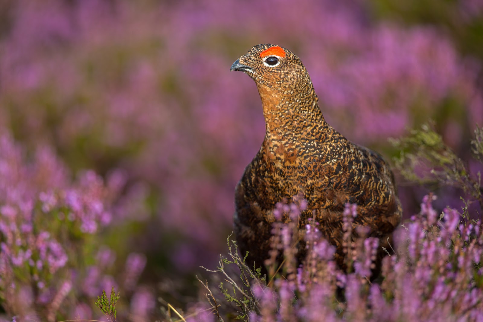 Darley Dale Wildlife: Red Grouse in heather