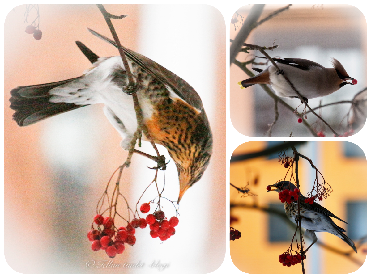 Joulukuun lintukuvat 3