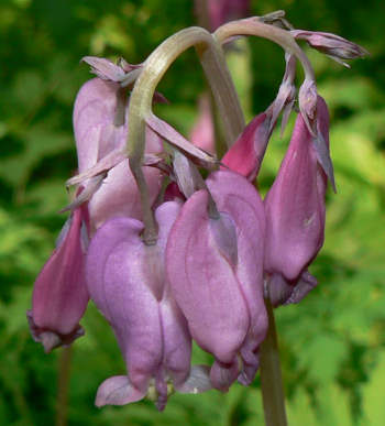 Jom Tanam Bunga: Bunga Aneh Binti Pelik