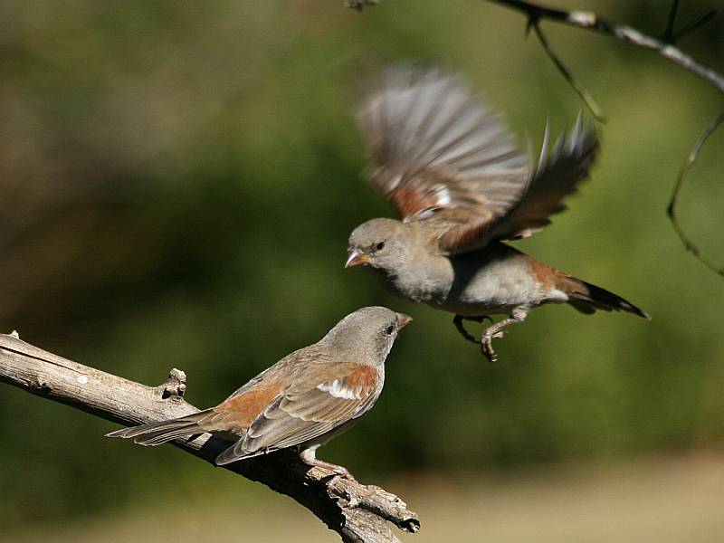 Women's Bible Study: Proverbs 26:2 Sparrows and curses