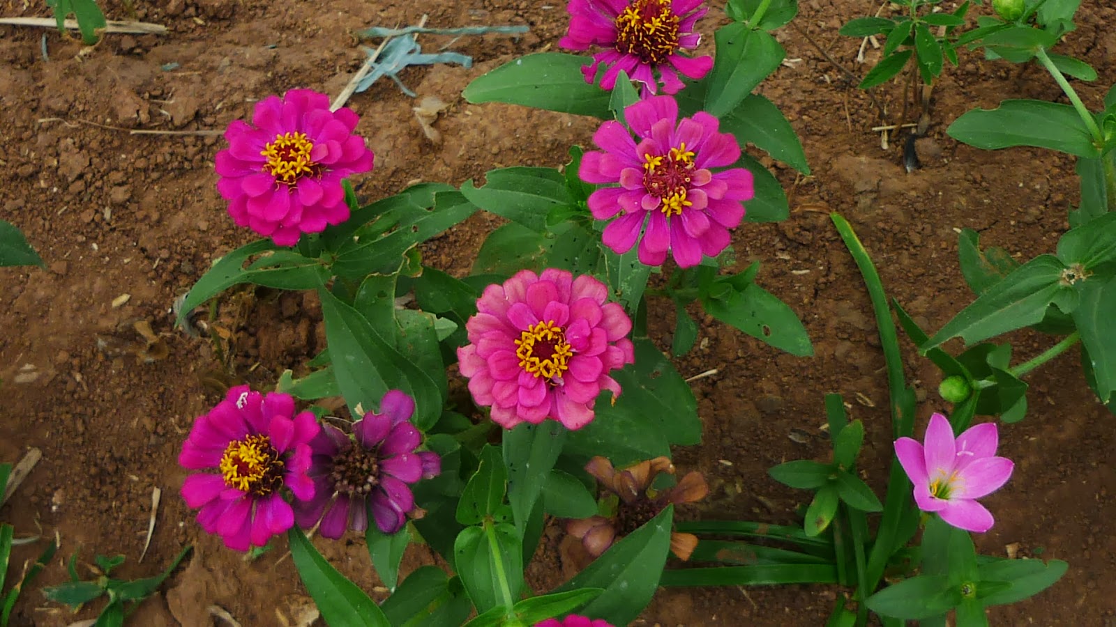 Isabela, Negros Occidental: Flowers from Isabela