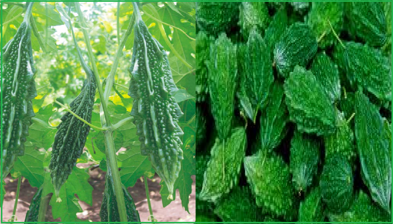 FITNESS AND HEALTH TIPS: Benifits of bitter guard(Karela)