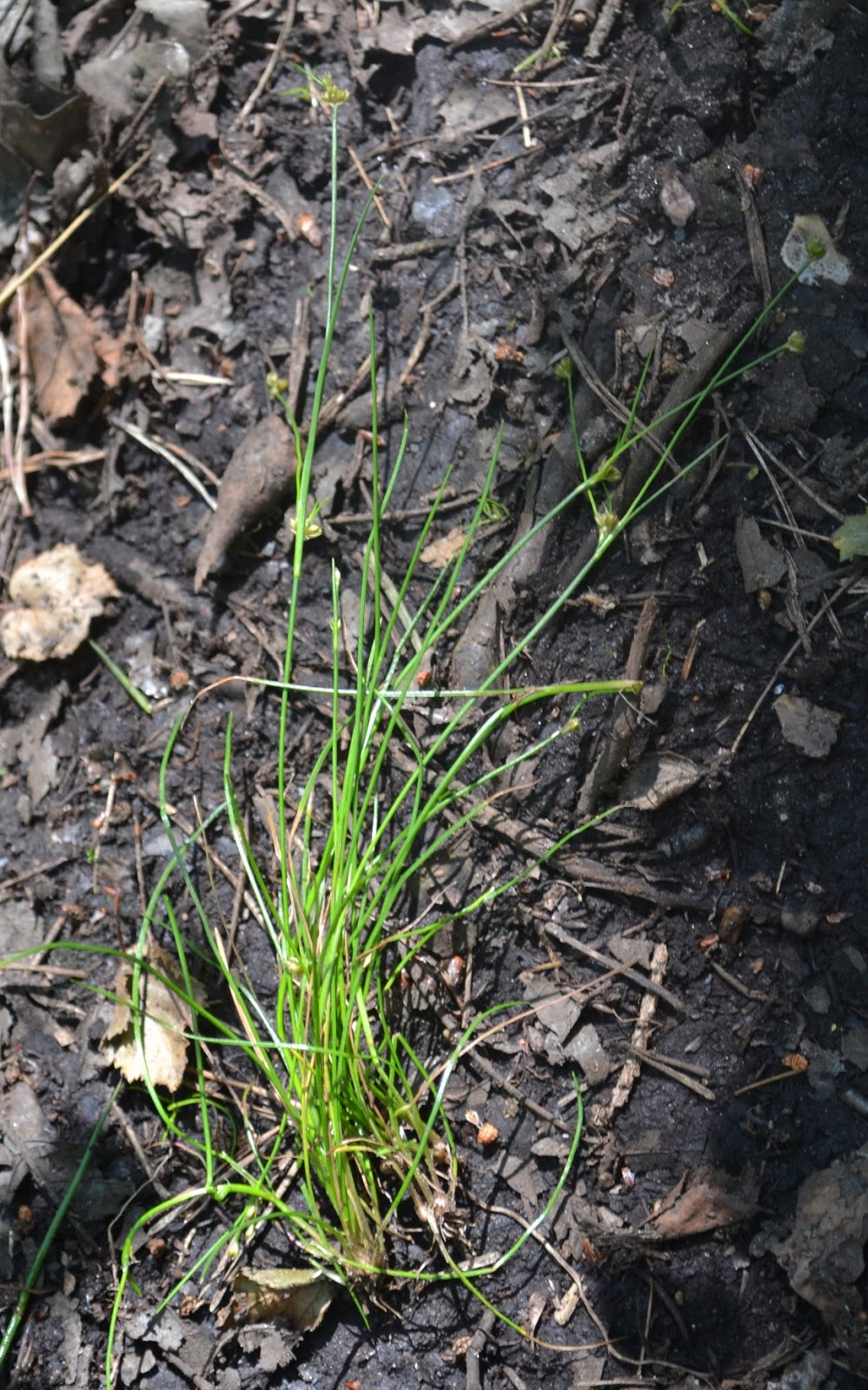 Walks among Flowers: Berkshire: Bracknell Forest
