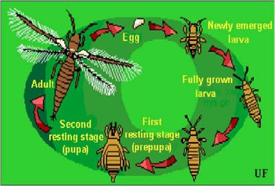 SAUNG SUMBERJAMBE: THRIPS (Thrips Sp)