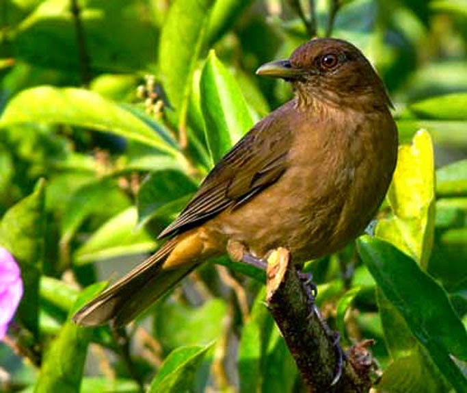 Bellas Aves de El Salvador: Turdus grayi (chonte o senzontle) Residente