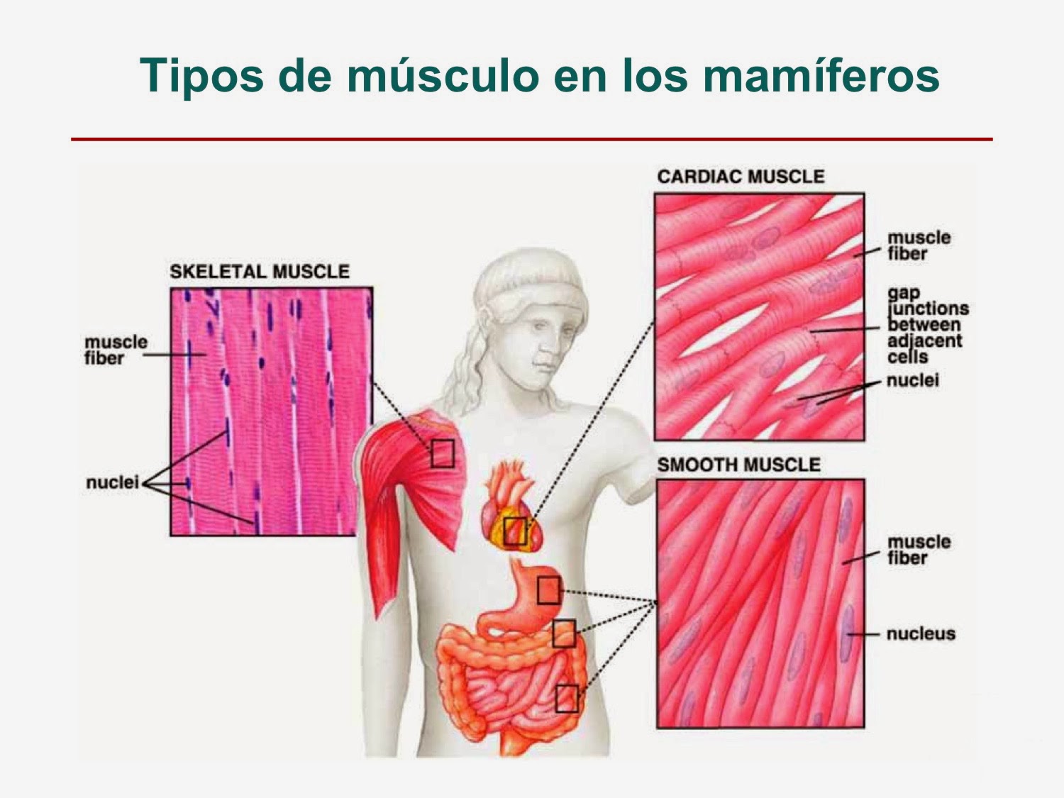 Health, Sport & Science: Tipos de fibras musculares