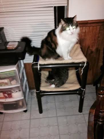 Kuranda Cat Tower Review | Stacey's Reviews