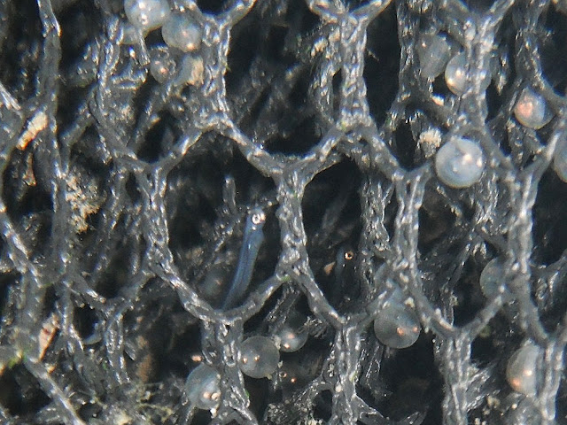 Avon Roach Project: Spawning and Hatching - May 2016