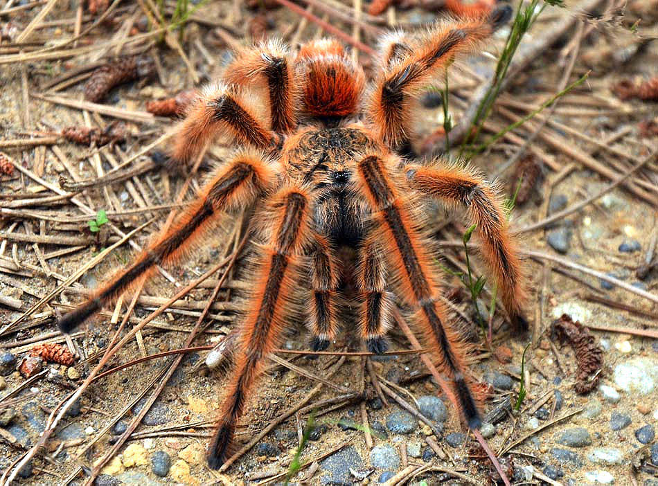 El ojo del buitre: Arácnidos - Arañas