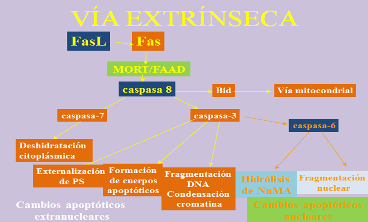 APOPTOSIS : Una forma de muerte celular...!!!: - VÍAS DE INDUCCIÓN